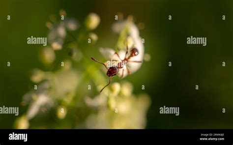 European Fire Ant Myrmica Rubra Sitting On A White Flower Bavaria