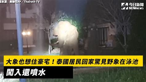 大象也想住豪宅！泰國居民回家驚見野象在泳池 闖入還噴水｜nownews Youtube