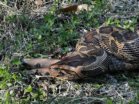 Florida Biologists Prove Invasive Burmese Pythons Are Swallowing Deer