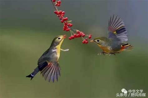 發現詩人行動相思豆 每日頭條