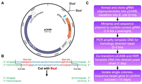 A Schematic Of The Pcasb Plasmid Highlighting The Locations Of The