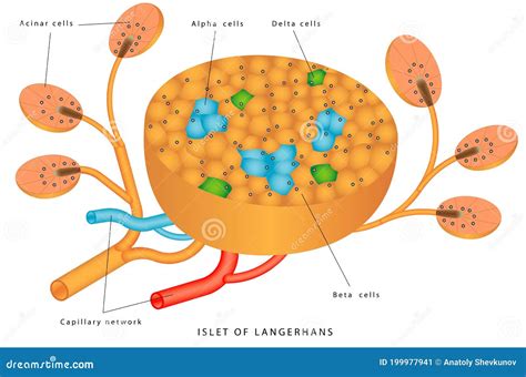 Pancreatic Islet Stock Vector Illustration Of Medical 199977941