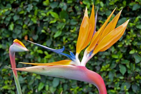 Стрелиция королевская - официальный цветок Лос-Анджелеса: funnyshots ...