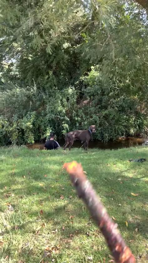 愛犬のために木の枝を川に向けて投げた女性。しかし、女性は知らなかったのです、その隣にいる男性がリードを握っていたことを【海外・動画