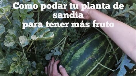 Cultivo de Jicama Guía paso a paso para obtener una cosecha abundante