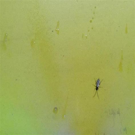 Insect Object Detection Dataset By University Project Insects