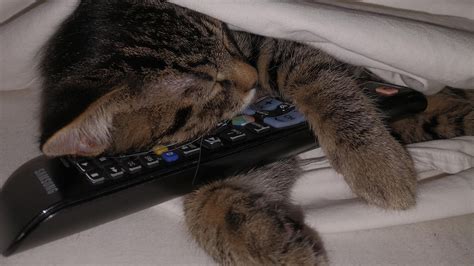 My Daughters Cat Beelzebub Is So Cute Sleeping Rcats