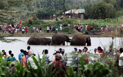 Elephants Rescued After Kenyan Villagers Hold Herd Hostage For
