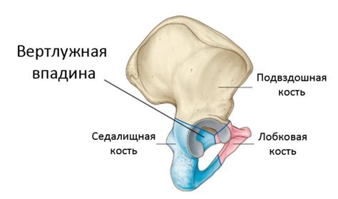 Перелом вертлужной впадины признаки причины симптомы лечение и