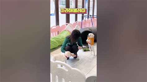 귀여움이 세상을 구한다🐶 Youtube