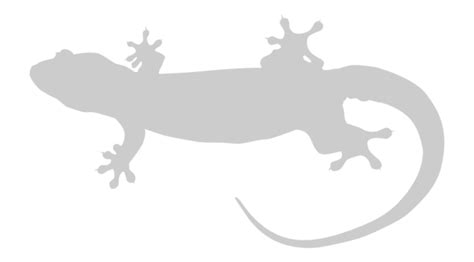 Lizard PNGs For Free Download