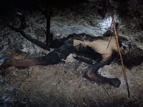 Una Mujer Fallecida En Incendio Forestal Eco Amazónico