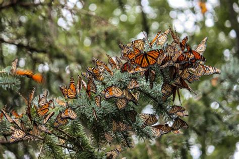 3 Ways To Help Save Monarch Butterflies Science Connected Magazine