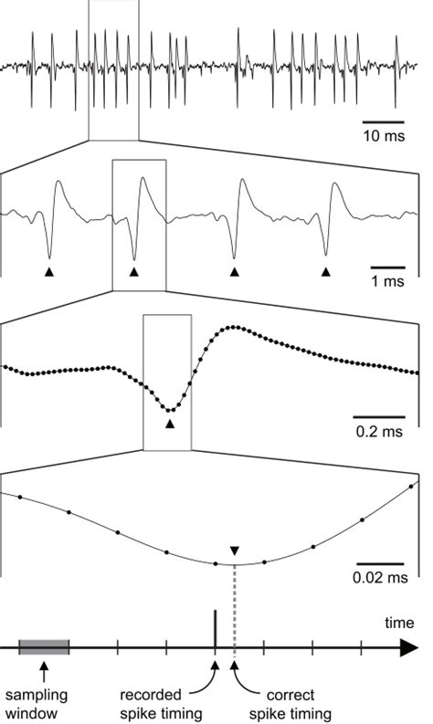Recorded Spike Waveforms And The Effect Of Sampling Window Since Download Scientific Diagram