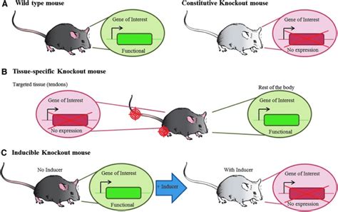 The Difference Knockout Vs Conditional Knockout Mice Atlantis