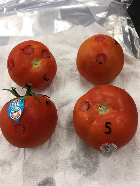 Tomato Virus Found In Imported Tomatoes Causes Concern For Growers