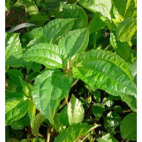 Jual Daun Poh Pohan Pohpohan Segar Fresh Shopee Indonesia