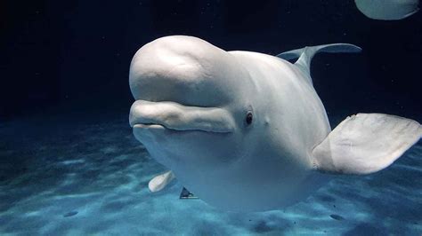 雌シロイルカ「アーリャ」死ぬ 島根の水族館で出産したばかり 産経ニュース