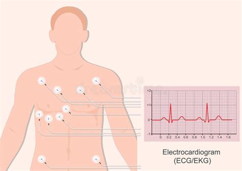 An Electrocardiogram Stock Illustration Illustration Of Test 367715679