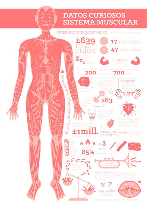 Diagrama Muscular Para Niños