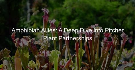 Amphibian Allies A Deep Dive Into Pitcher Plant Partnerships Pitcher