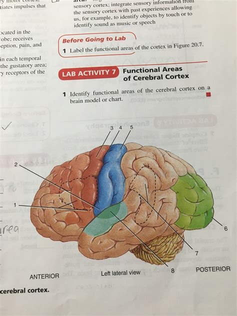 Functional Areas Of The Cerebral Cortex Diagram Quizlet