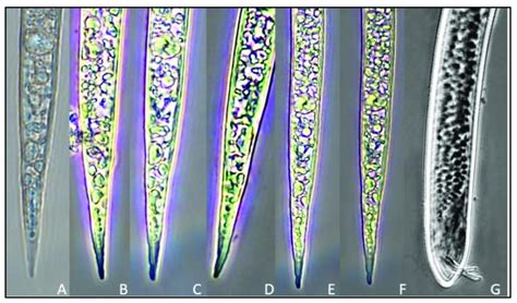 Tail Regions Of Second Stage Juveniles And Male Rice Root Knot Nematode