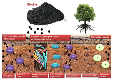 Separations Free Full Text Biochar As A Green Sorbent For