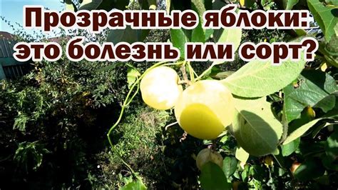 Почему яблоки становятся прозрачными Youtube