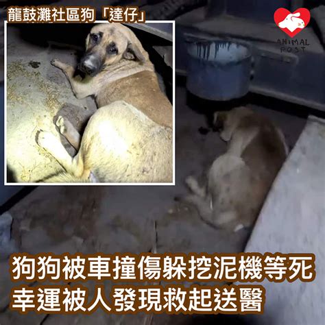 被車撞至重傷躲挖泥機底等死 龍鼓灘社區狗幸運獲救起 香港動物報 Hong Kong Animal Post