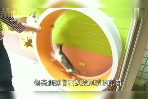 猫咪为了减肥，竟在跑步机上不下来，难道要成精了！