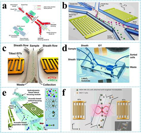 ssaw devices for cells separation a schematic image of the acoustic