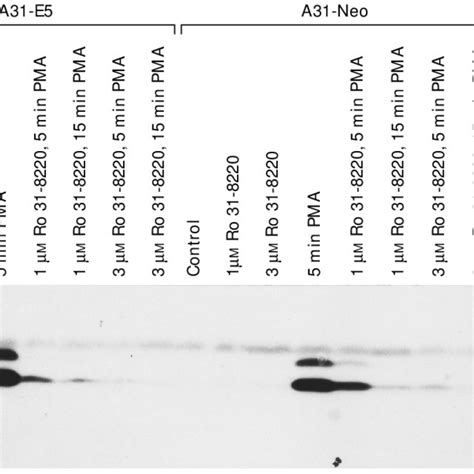 E Ect Of The Pkc Inhibitor Ro 31 8220 On The Pma Mediated Map Kinase