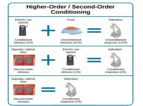 Learning Classical Conditioning Second Order Conditioning Flashcards Quizlet