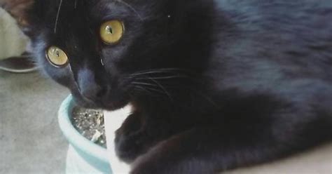Ares Album On Imgur
