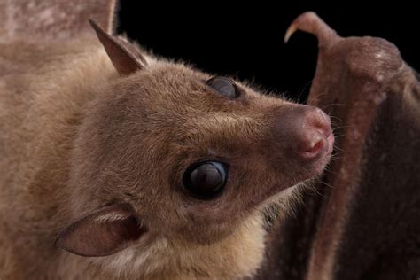 Cute Fruit Bat