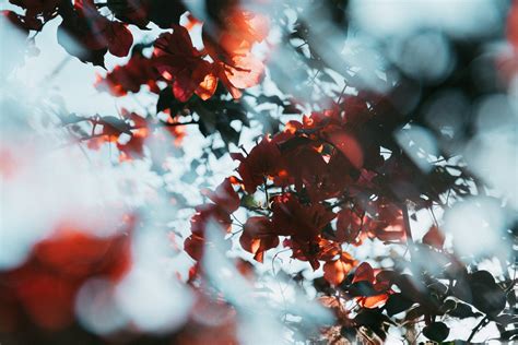 Centerfield Split Diopter Fx Filter — Prism Lens Fx