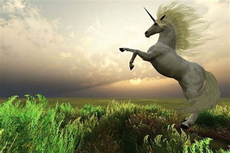 Real Life Unicorn