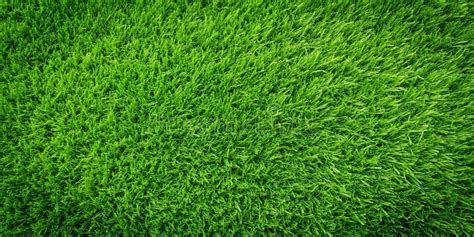 Top View Fresh Lawn Grass Stock Illustrations 906 Top View Fresh Lawn