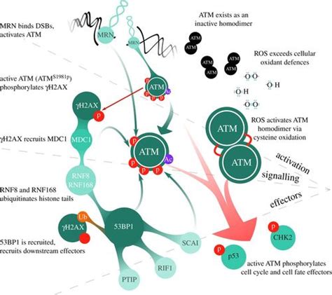 ATM Dependent Pathways Of Chromatin Remodelling And Oxidative DNA