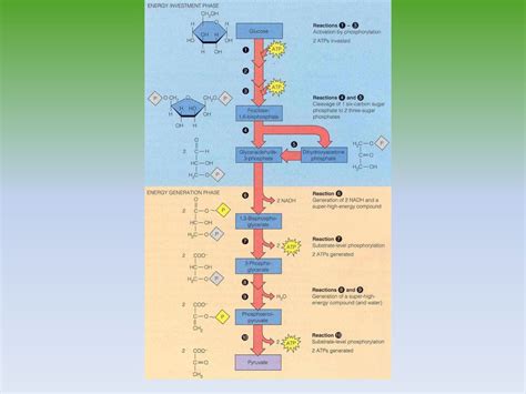 به نام پروردگار Ppt Download