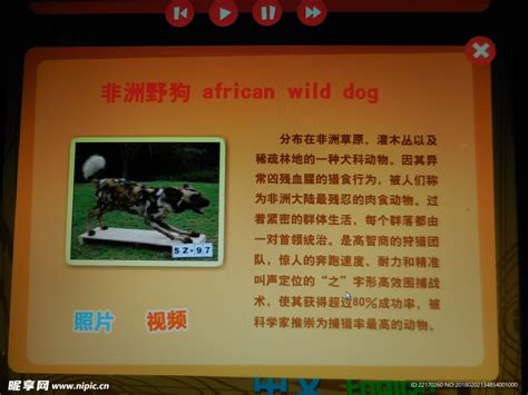 非洲野狗摄影图 野生动物 生物世界 摄影图库 昵图网