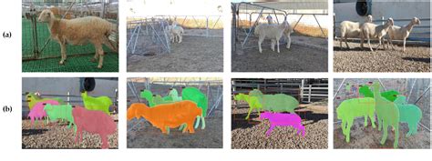 figure 1 from sheepinst a high performance instance segmentation of