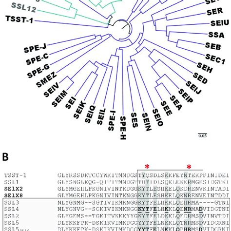 Comparison Of Selx With Tsst 1 In Complex With Human Vβ2 The Structure