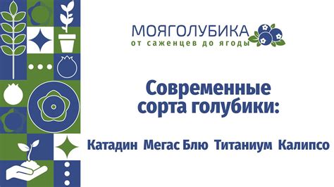 Современные сорта голубики: Катадин, Титаниум, Мегас Блю, Калипсо - YouTube