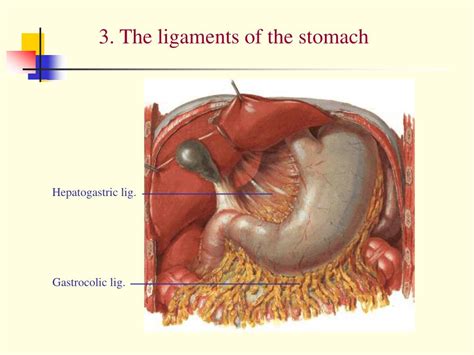 Ppt Peritoneum Powerpoint Presentation Free Download Id3329744