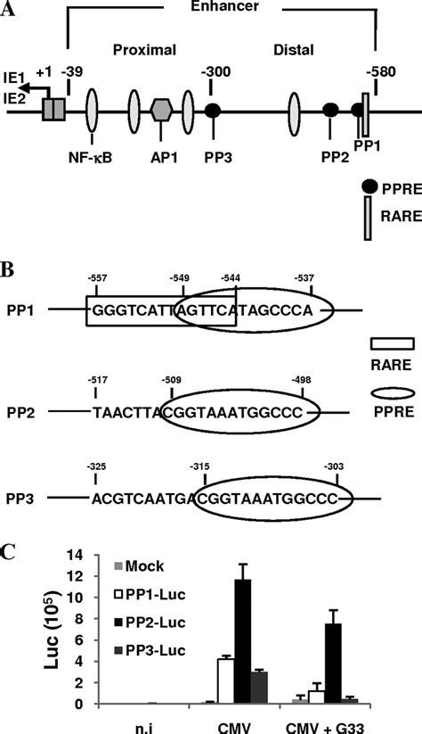 The Hcmv Miep Contains Functional Ppre Sequences In The Distal