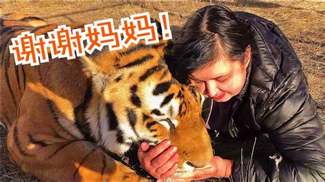 战斗民族虎妈给老虎做马杀鸡老虎用亲亲表示感谢 YouTube