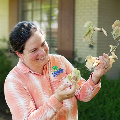 What S A Tree Assessment Why Bother Tree Care Trimming Removal Service Dallas Texas Tree