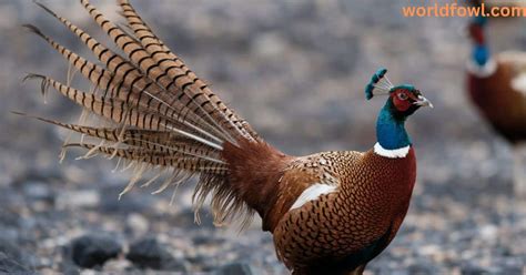 Do Peacocks Attack Humans Graceful But Deadly
